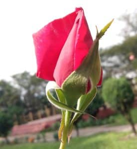 15 Flowering Plants that Symbolize Love | The KauSee