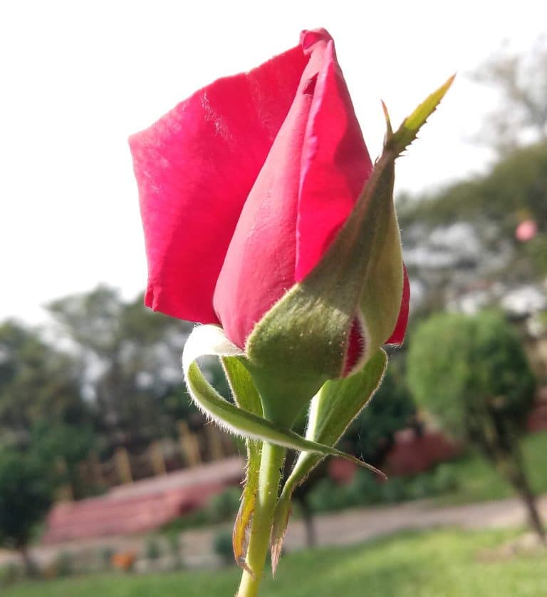 15 Flowering Plants that Symbolize Love | The KauSee