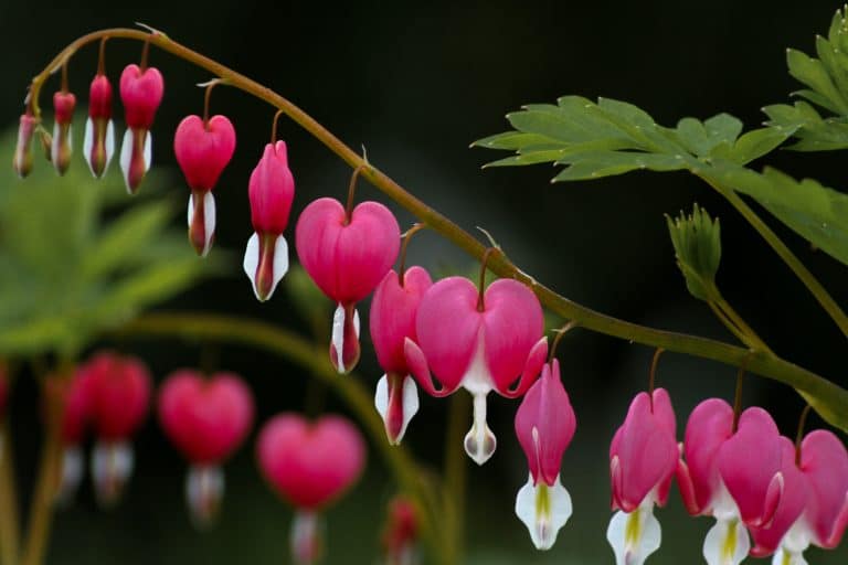 15 Flowering Plants that Symbolize Love | The KauSee
