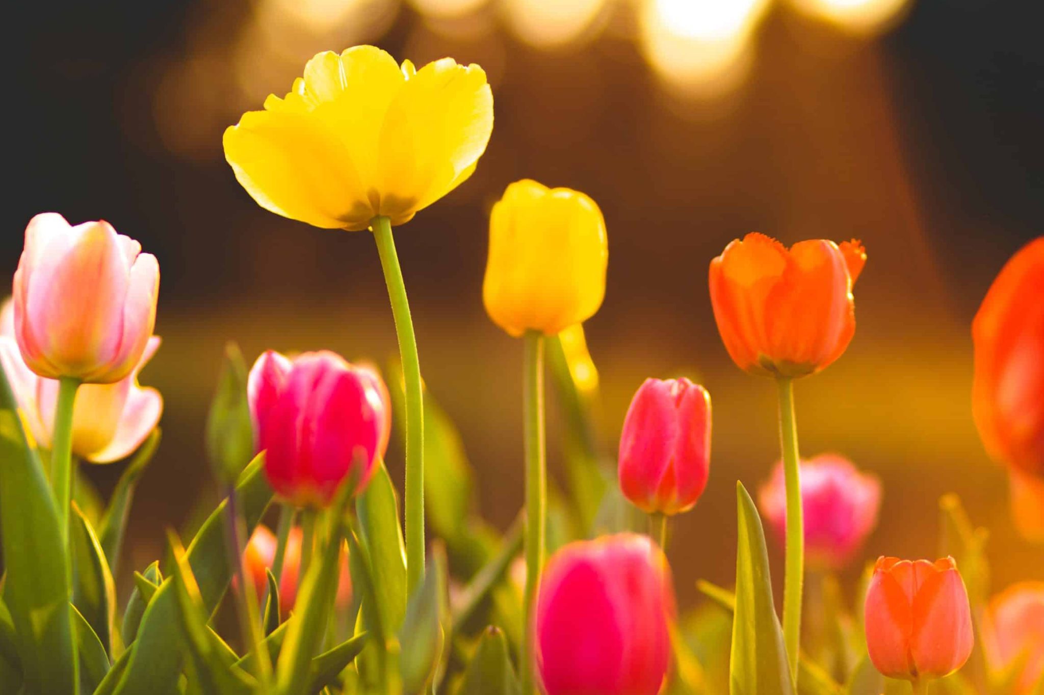 15 Flowering Plants that Symbolize Love | The KauSee