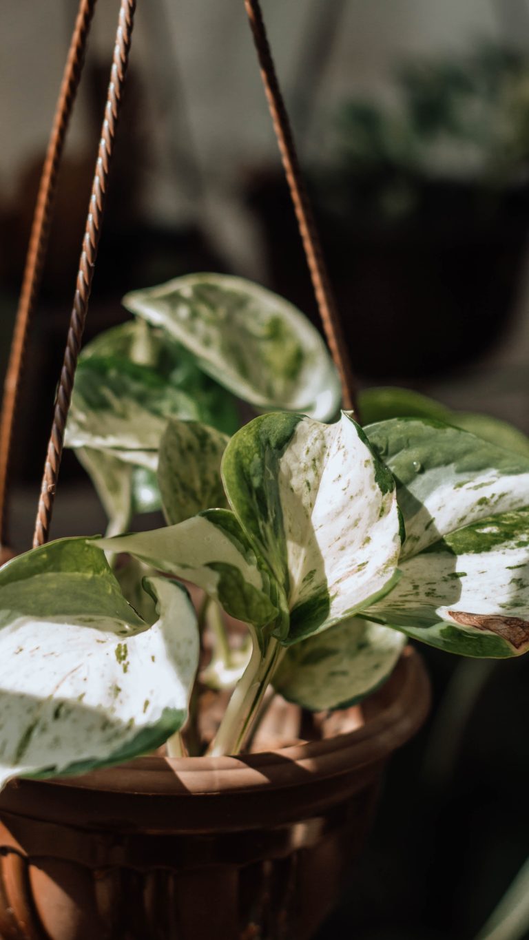 5 Types of Pothos Plants For Room Decoration | The KauSee