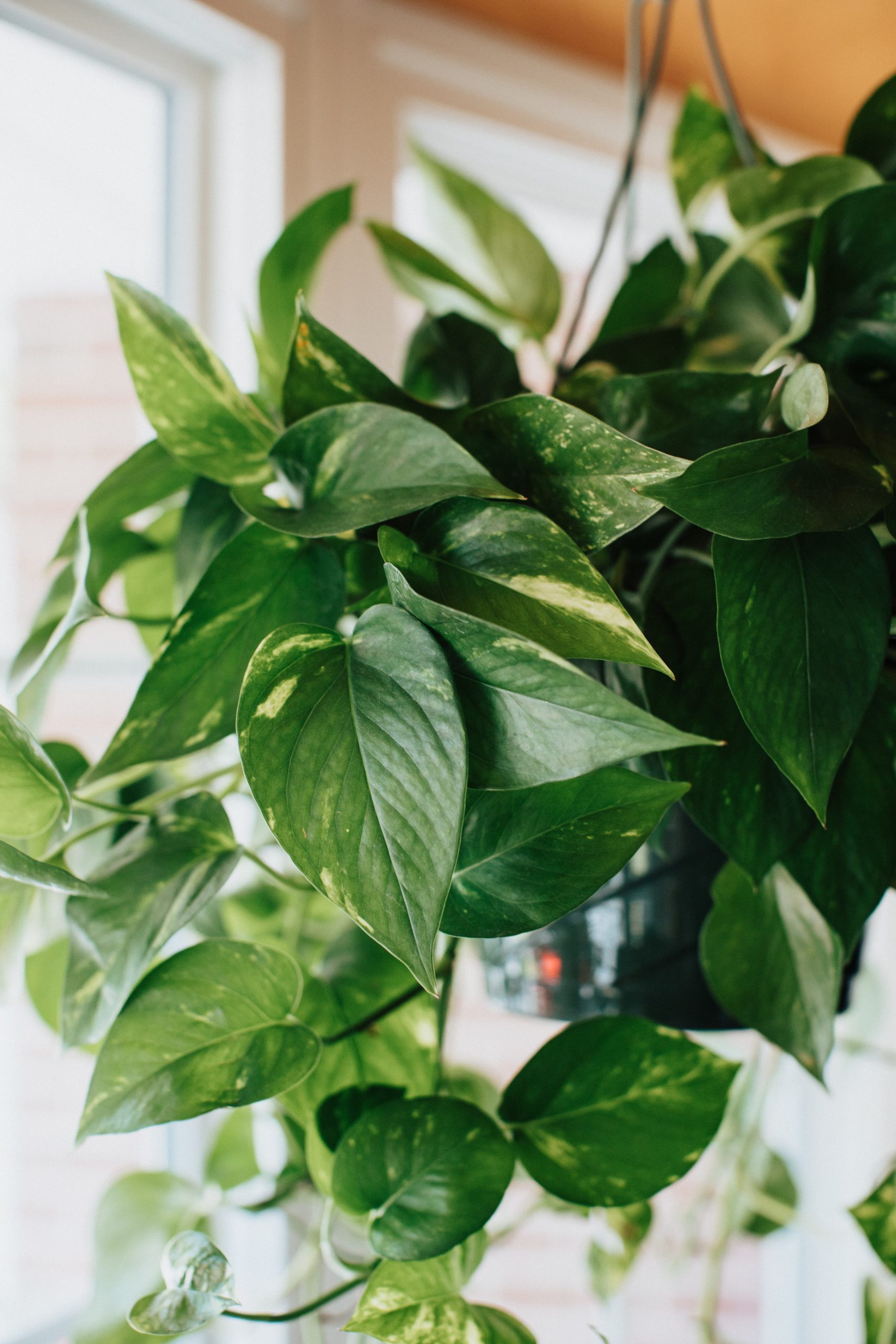 5 Types of Pothos Plants For Room Decoration | The KauSee