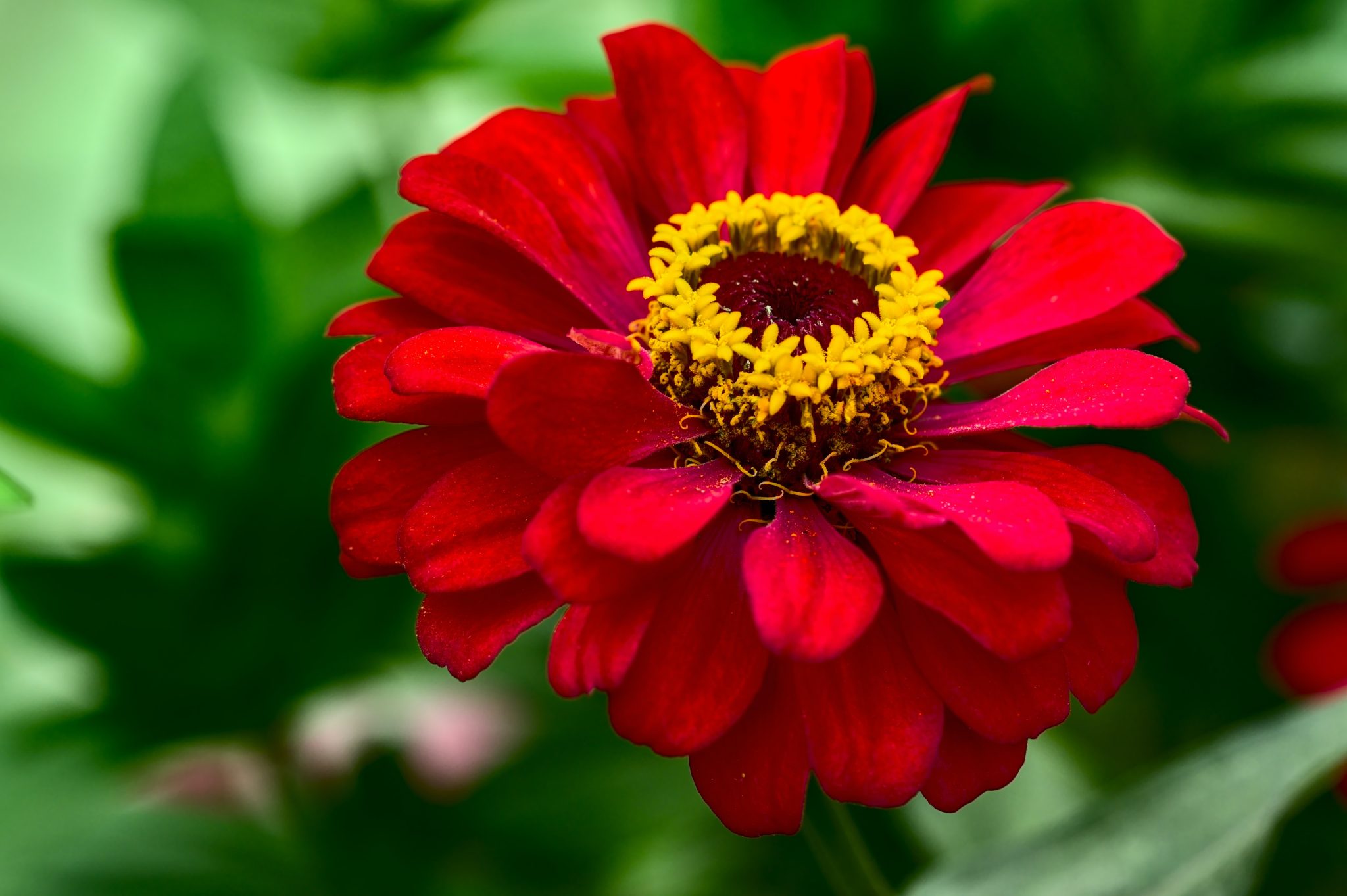 15 Flowering Plants that Symbolize Love | The KauSee