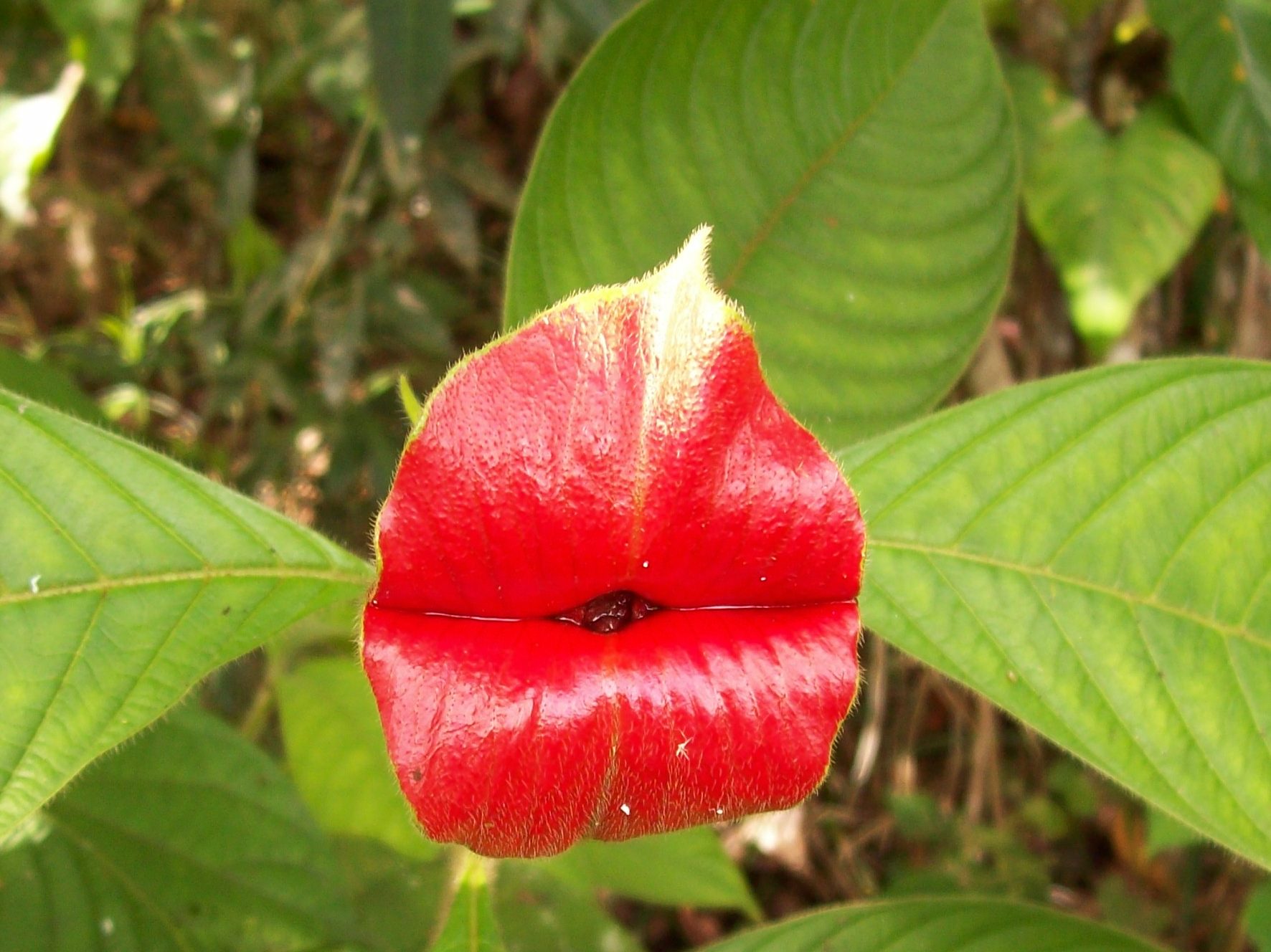 15 Flowering Plants that Symbolize Love | The KauSee