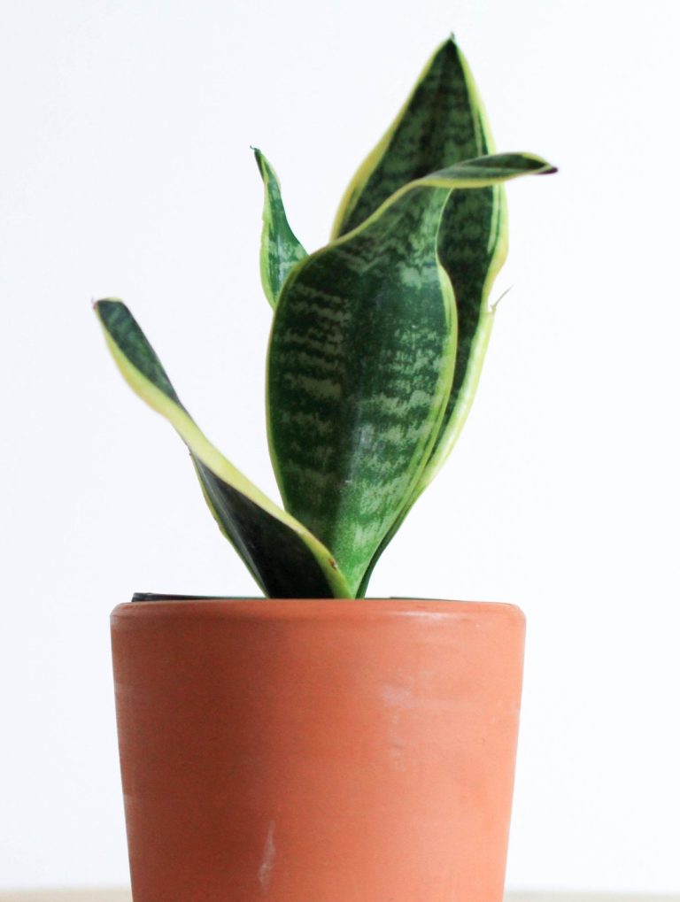 10 Weird Plant Names You Didn't Know | The KauSee