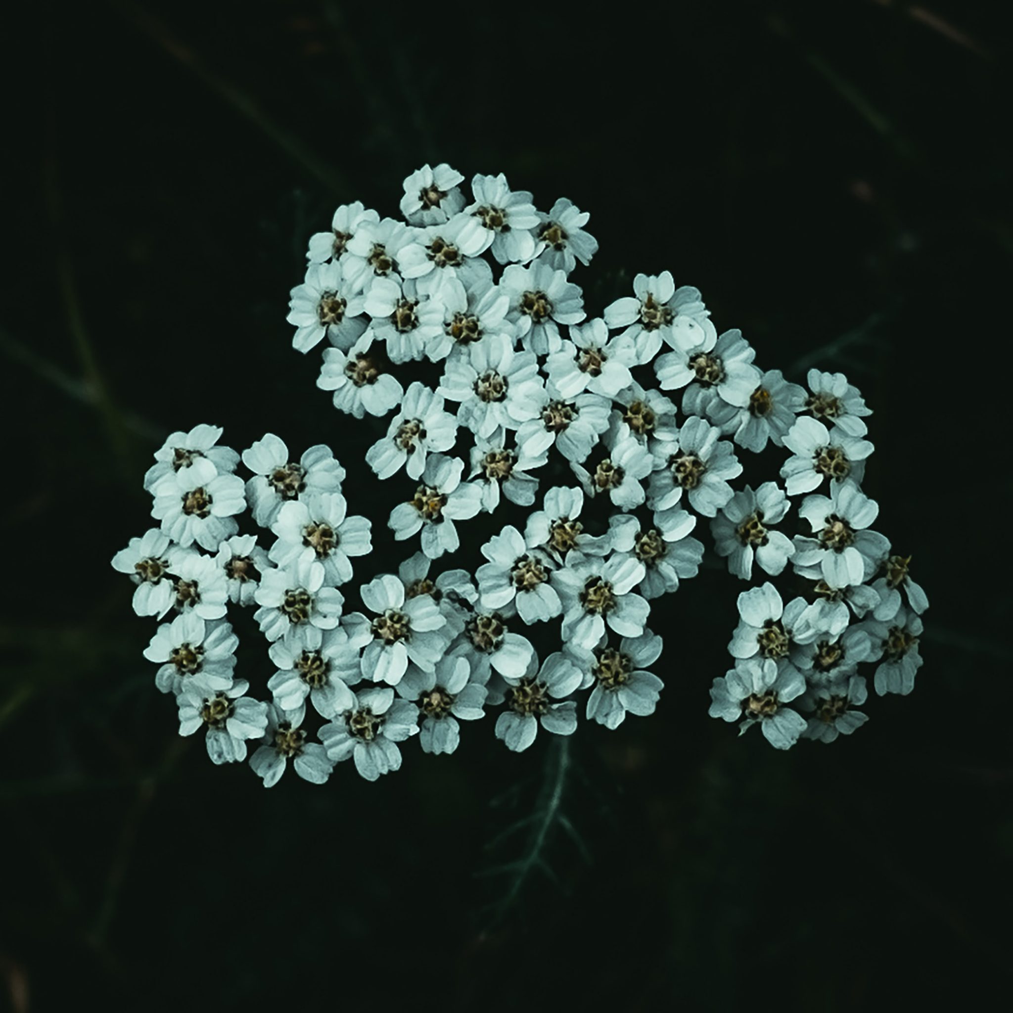 10 Weird Plant Names You Didn't Know | The KauSee